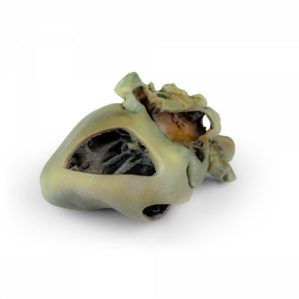 Coeur de chien avec dissection sur Veterimat.fr