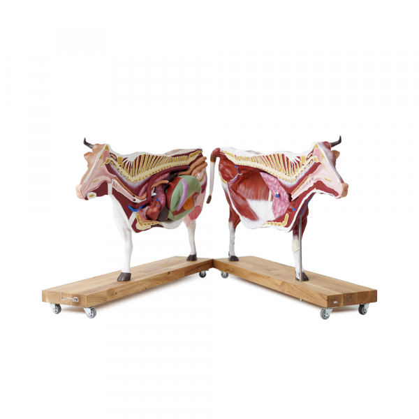 Modèle détaillée de vache sur pied sur Veterimat.fr