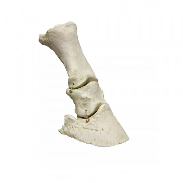 Modèle flexible du pied de cheval sur Veterimat.fr