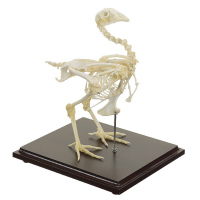 Squelette de Poulet Domestique – Anatomie Réaliste – Modèle Éducatif ...