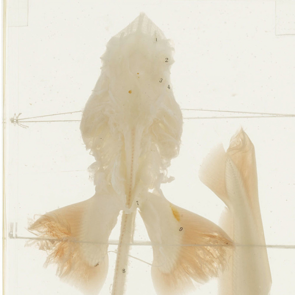 Squelette de Requin Véritable – Anatomie Réaliste – Modèle Marin ...