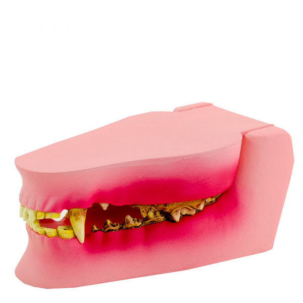 Modèle Anatomique Mâchoire de Chien – Dents Saines et Pathologiques ...