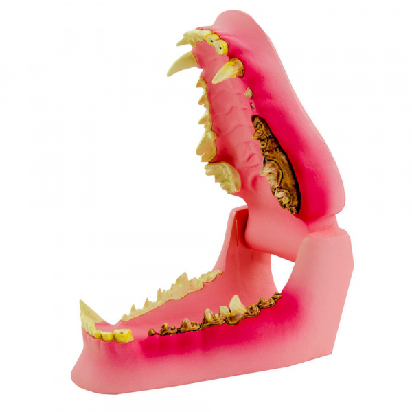 Modèle Anatomique Mâchoire de Chien – Dents Saines et Pathologiques ...